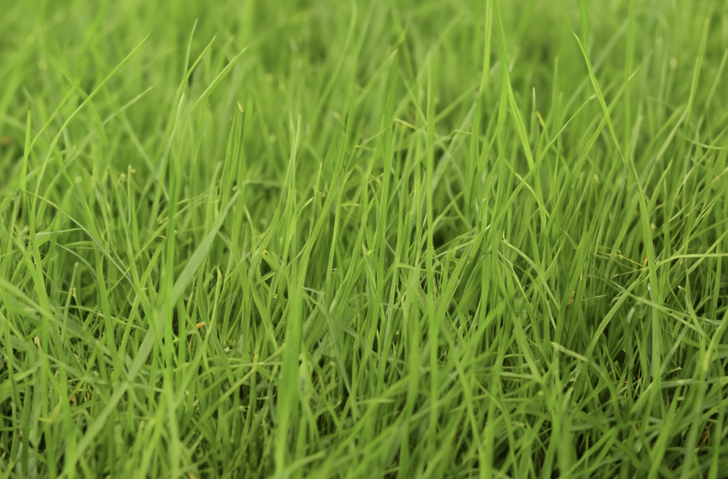 Grass Wrap – Genwraps